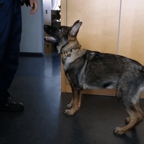 Policedog GIFs - Get the best GIF on GIPHY