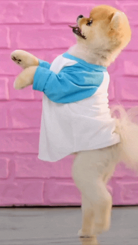 Dog Pink GIF by Jiffpom - Find & Share on GIPHY