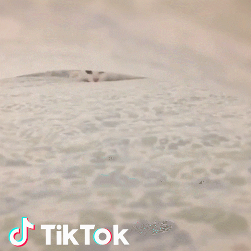 Bianco Eccomi GIF by TikTok Italia - Find & Share on GIPHY