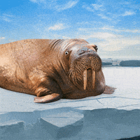 Funny Walrus Gif