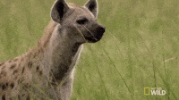 Laughing Hyena Gif