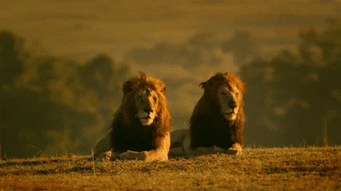 Lion Animated Gif