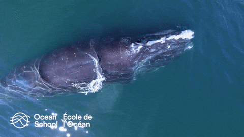 Ocean Scool - École de l'Océan GIF - Find & Share on GIPHY