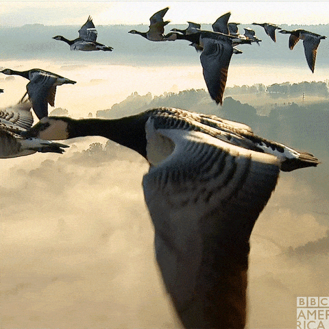 Flying David Tennant GIF by BBC America - Find & Share on GIPHY