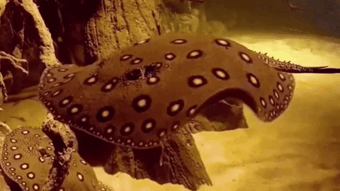 Ocellate River Stingray GIFs - Get the best GIF on GIPHY