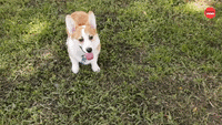 Corgi Party Gif