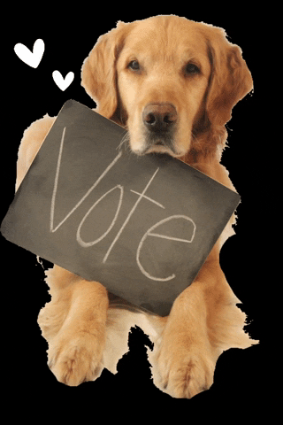 Golden Retriever Dog GIF - Find & Share on GIPHY