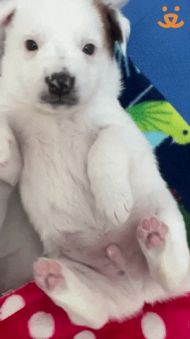 Best Friends Animal Society GIFs on GIPHY - Be Animated