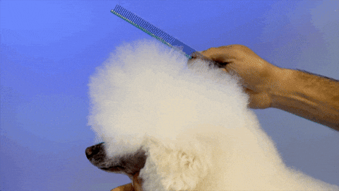 Dog-groomer GIFs - Get the best GIF on GIPHY