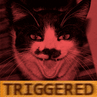 Angry Cat Meme GIFs - Find & Share on GIPHY