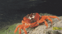 Dancing-crabs GIFs - Get the best GIF on GIPHY