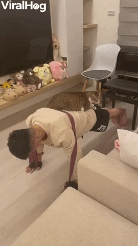 Cat Help GIFs - Get the best GIF on GIPHY