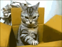 Boxes GIFs - Find & Share on GIPHY