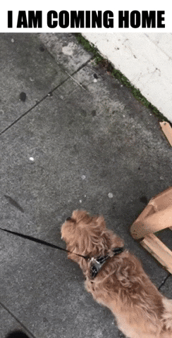 Coming Home GIFs - Get the best GIF on GIPHY