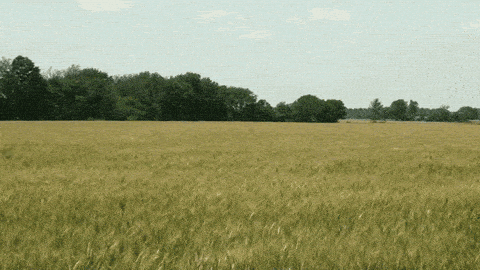 Wheat Field GIFs - Find & Share on GIPHY
