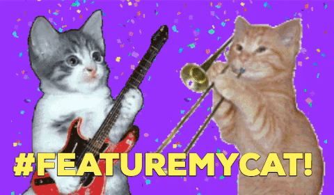 Feature My Cat GIF by Nebraska Humane Society - Find & Share on GIPHY