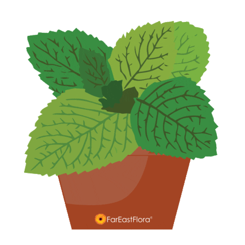 Flower Grow Sticker by Far East Flora for iOS & Android | GIPHY