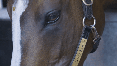 World Horse Racing Deirdre GIFs - Get the best GIF on GIPHY