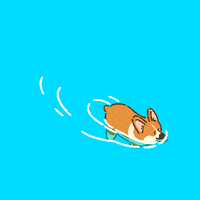 Corgi Jumping Into Water Gif
