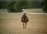George Strait Horses