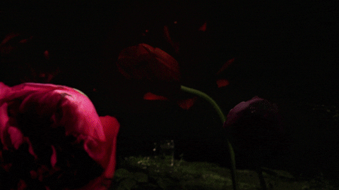 Flower Festival GIFs - Get the best GIF on GIPHY