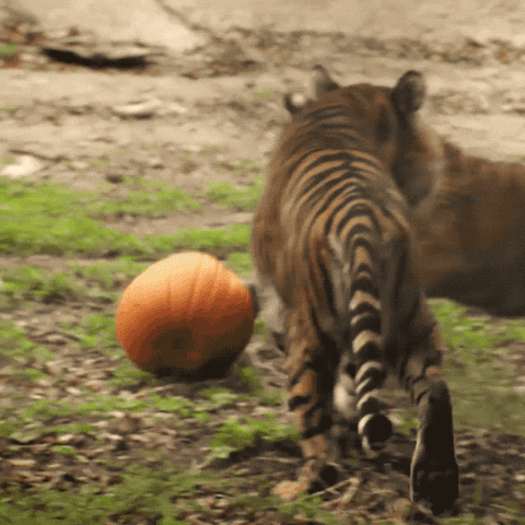 Tumbling Tiger Cubs GIFs - Get the best GIF on GIPHY