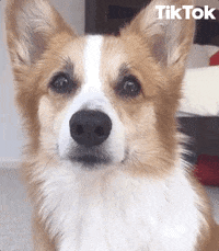 Dog Smile Gif