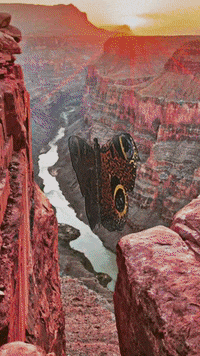 Wallpaper For Mobile Gif