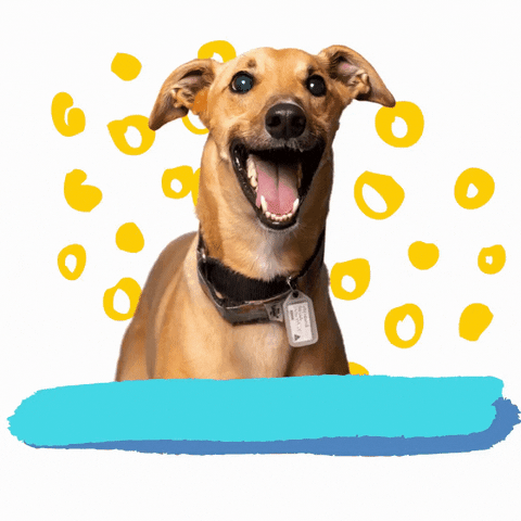 Dog What GIF by Greyhound Rescue - Find & Share on GIPHY