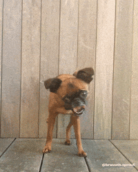 Crazy Dog Gif