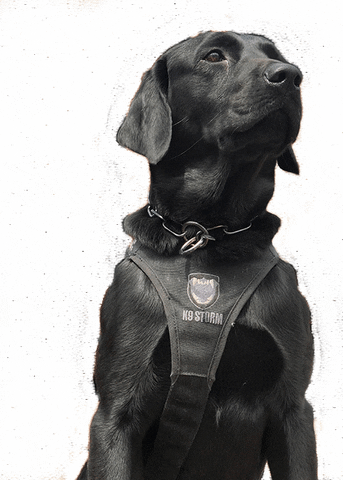 Csufpd-k9 GIFs - Get the best GIF on GIPHY