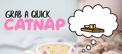 Catnapped GIFs - Get the best GIF on GIPHY