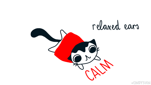 Cats Communication GIFs - Get the best GIF on GIPHY