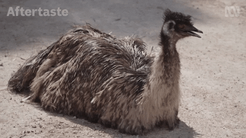 Emu Bird GIFs - Get the best GIF on GIPHY