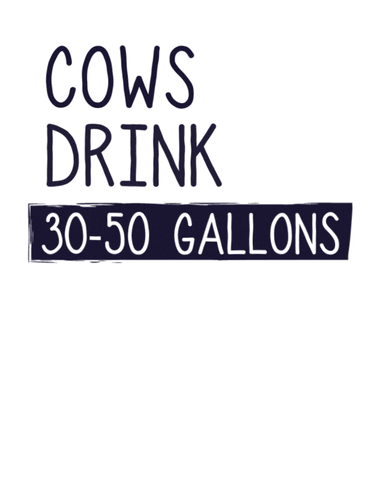 Cow-drinking GIFs - Get the best GIF on GIPHY