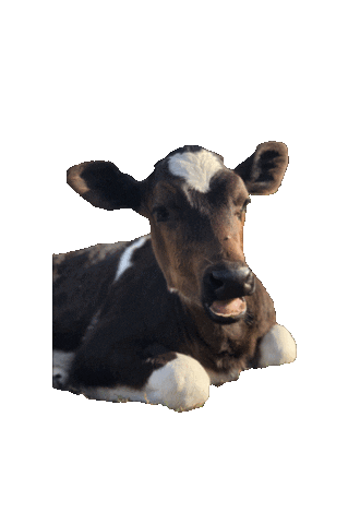 Cow Dairy Sticker by 3L Innovations for iOS & Android | GIPHY