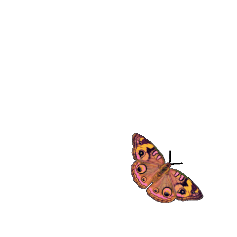 Flying Butterfly Animated Gif