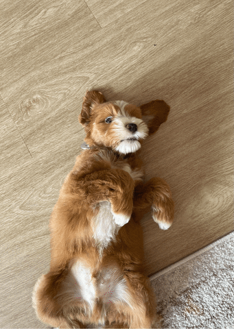 Shocked Dog GIF - Find & Share on GIPHY