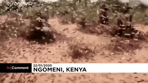 Locust Swarm Gif