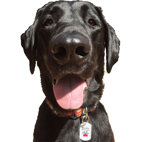 Black Lab Labrador Sticker by Brodifur for iOS & Android | GIPHY