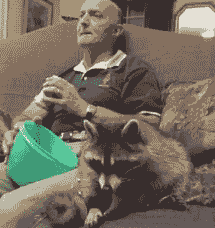 Raccoon GIFs - Find & Share on GIPHY