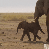 Happy Baby Elephant Gif