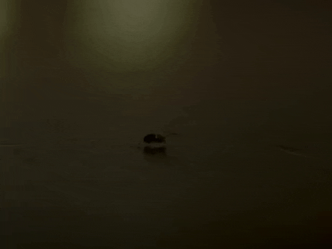 Squash Bug GIFs - Get the best GIF on GIPHY