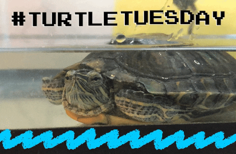 Awkward Turtle Animated Gif