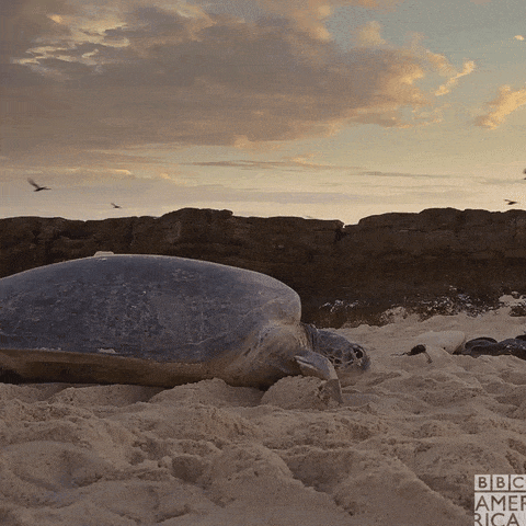 Turtle Cuteness GIFs - Get the best GIF on GIPHY