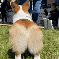 Corgi Puppies Running Gif