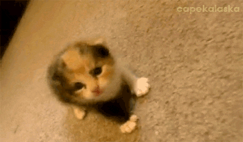 New Giphy photo tagged: cat, kitten, kitty, cute cat, baby cat, cute ...