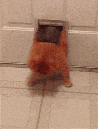 Giant Cat Gif