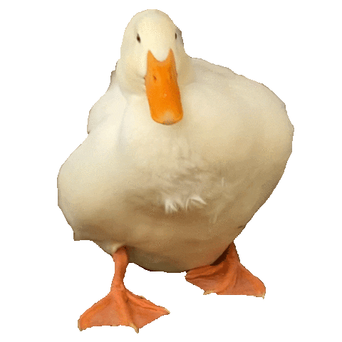 Duck Animated Gif Transparent