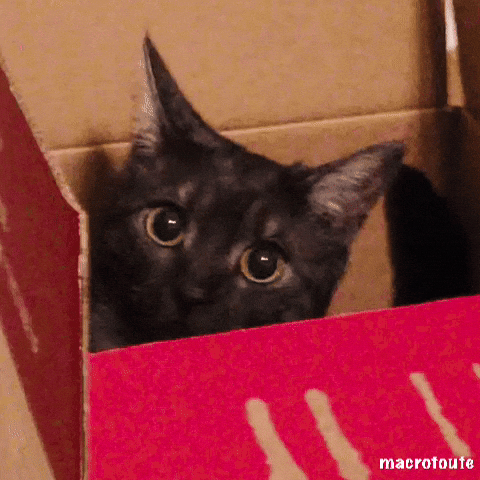 Cats In Boxes GIFs - Find & Share on GIPHY